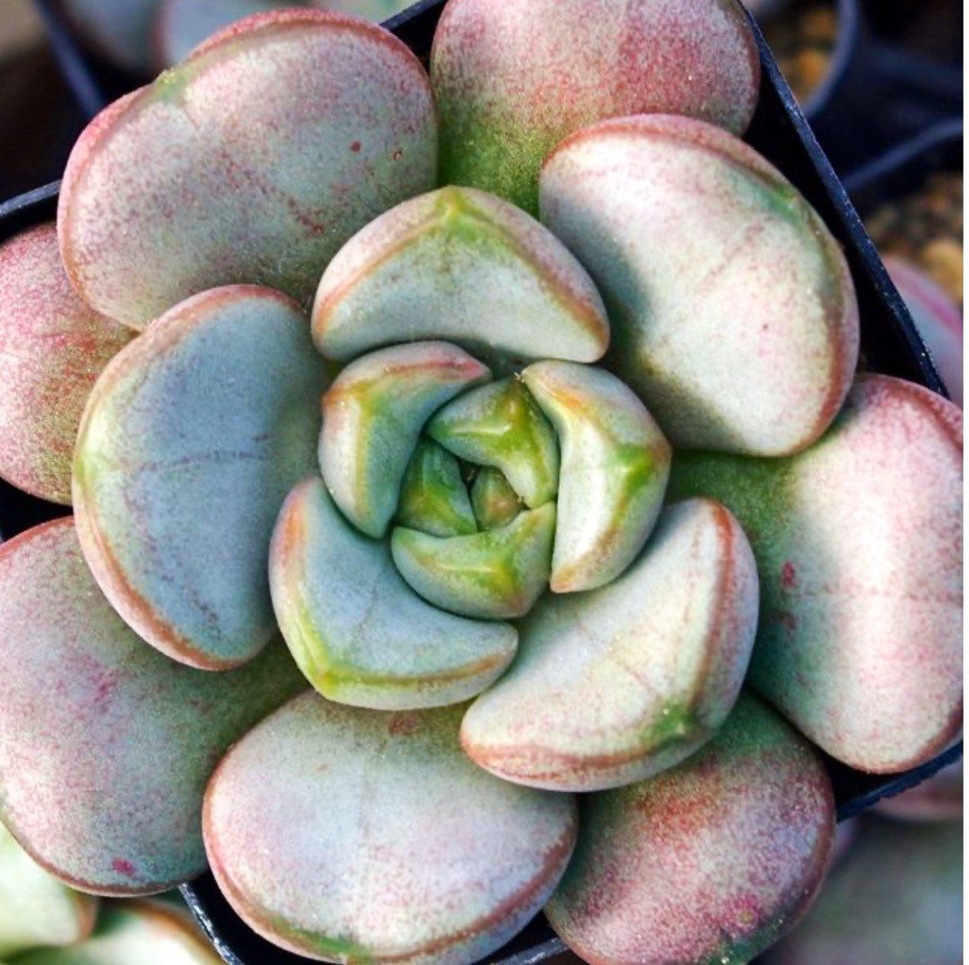 Graptoveria Amethorum Rooted Live Succulent Plant in 2” Pot - Etsy