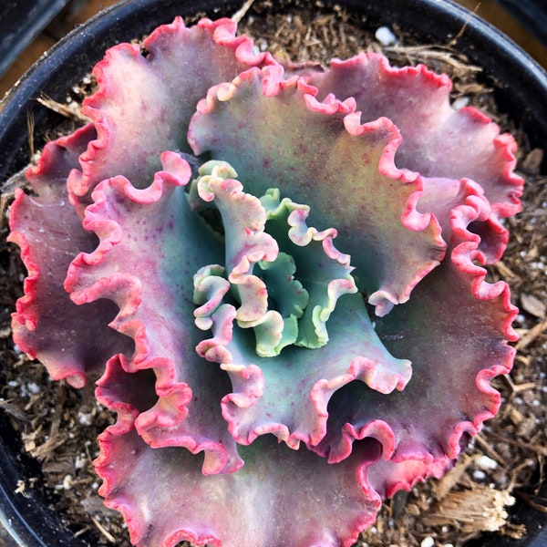 Echeveria Crimson Tide - Etsy