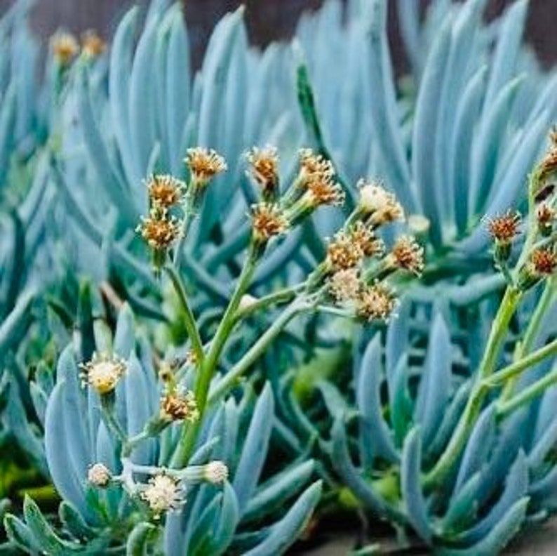 4 Senecio Mandraliscae Blue Pickle Plant. Succulent - Etsy
