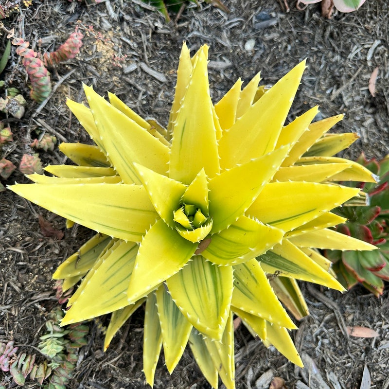 Aloe Hybrid - Etsy