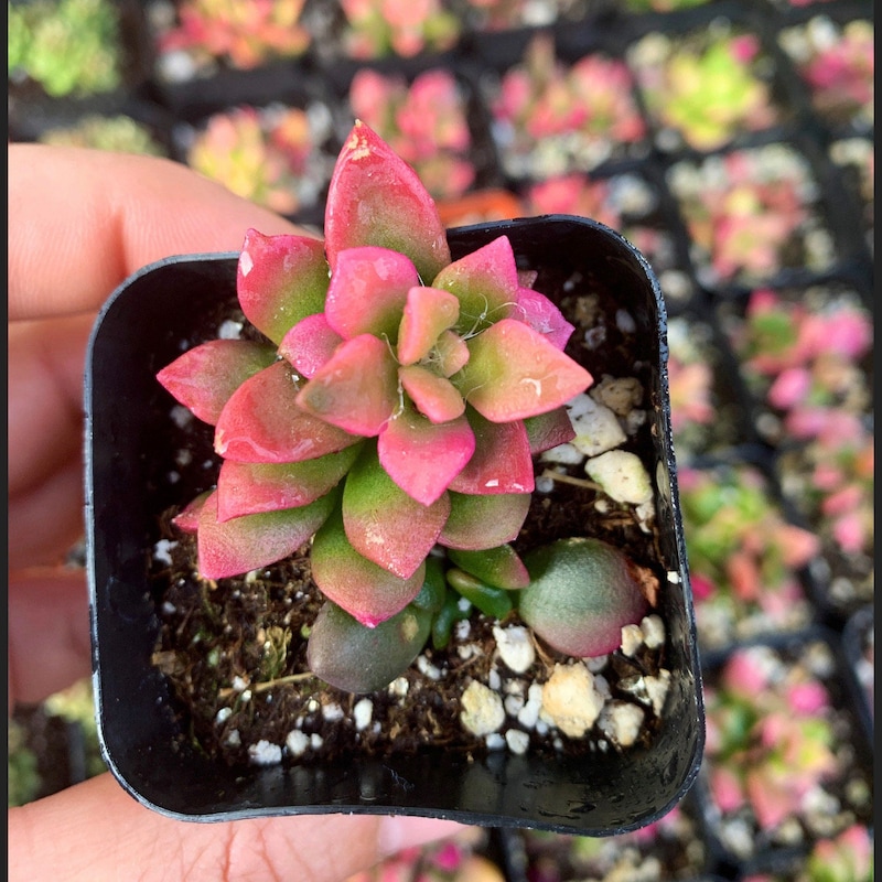 Anacampseros - Etsy
