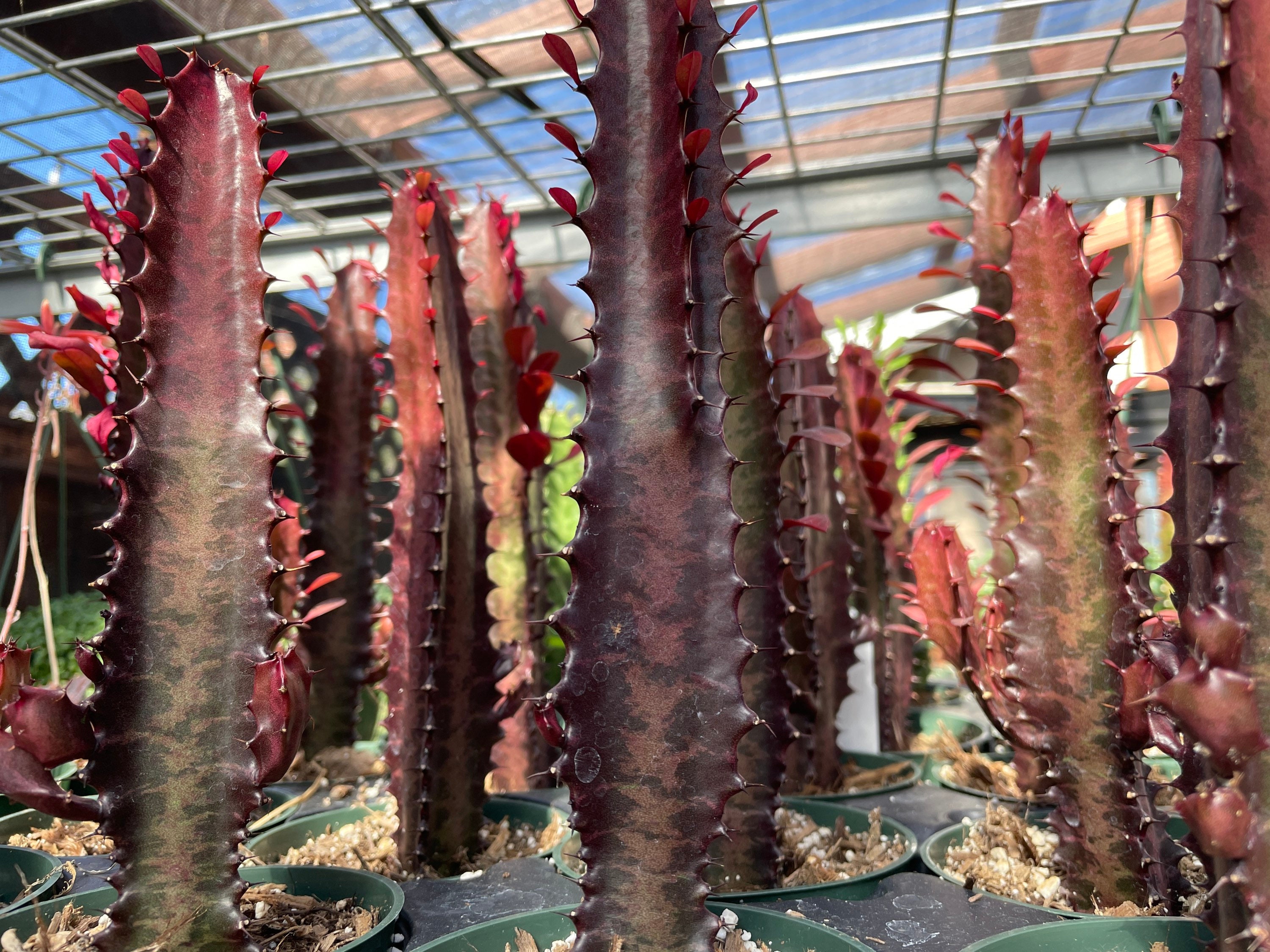 Euphorbia Trigona Ruby