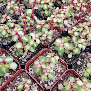 Rare Variegated Pink Elephant Bush, Portulacaria Afra Variegata Live ...