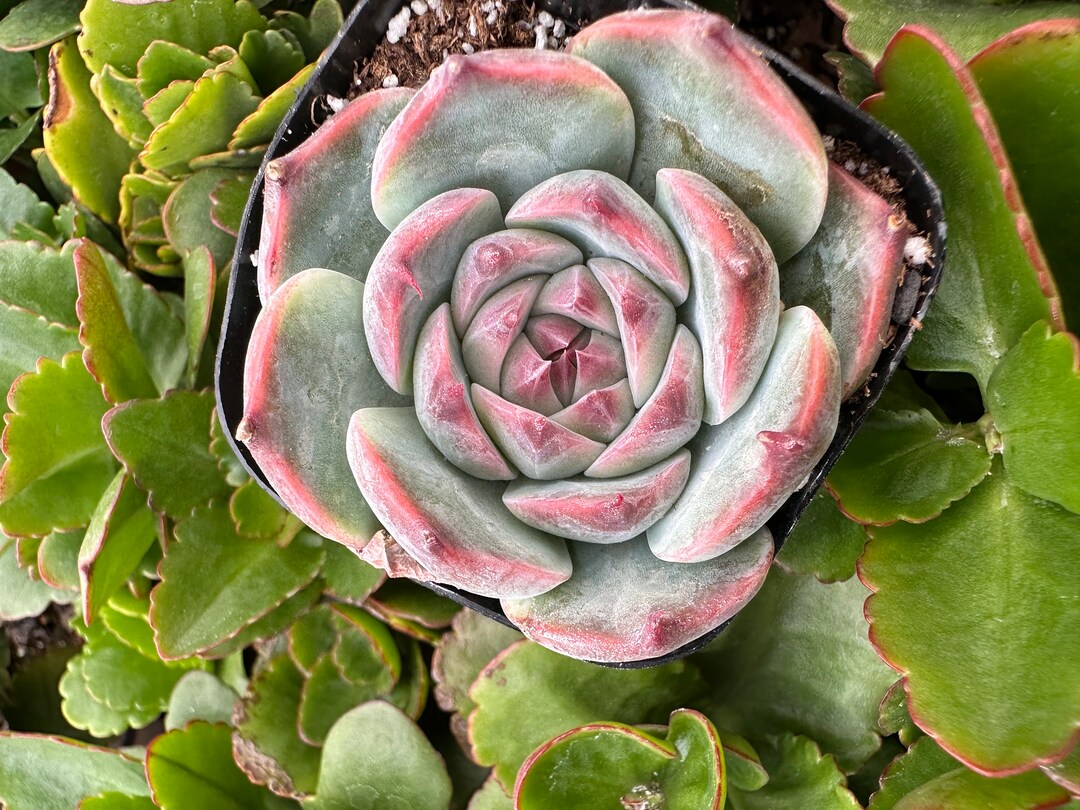 2" Echeveria Colorata Succulent Plant 2” Pot - Etsy