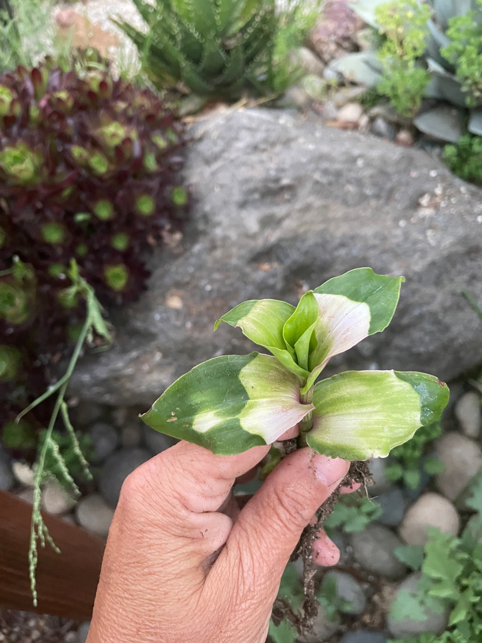 3 Rare Tradescantia Blushing Bride Succulent Plant See 2nd - Etsy