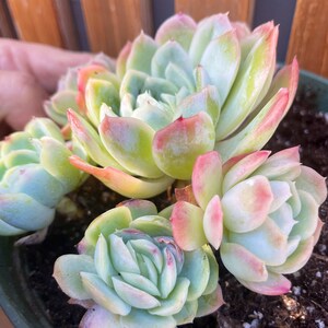 6” Echeveria Elegans/raspberry Ice Cluster Succulent Plant Gallon Pot ...