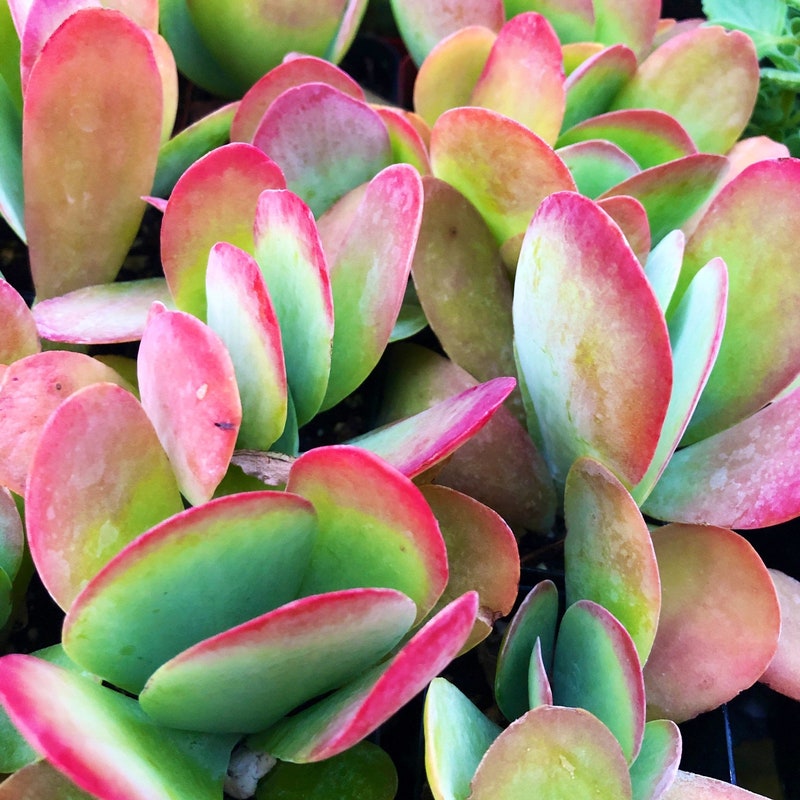 Mountain Rose Succulent - Etsy