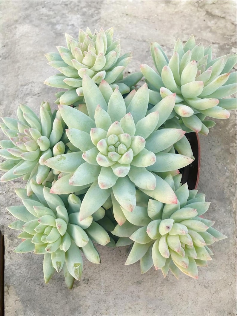 Sedeveria Blue Burrito Succulent Plant Live Rooted in 2”, 4