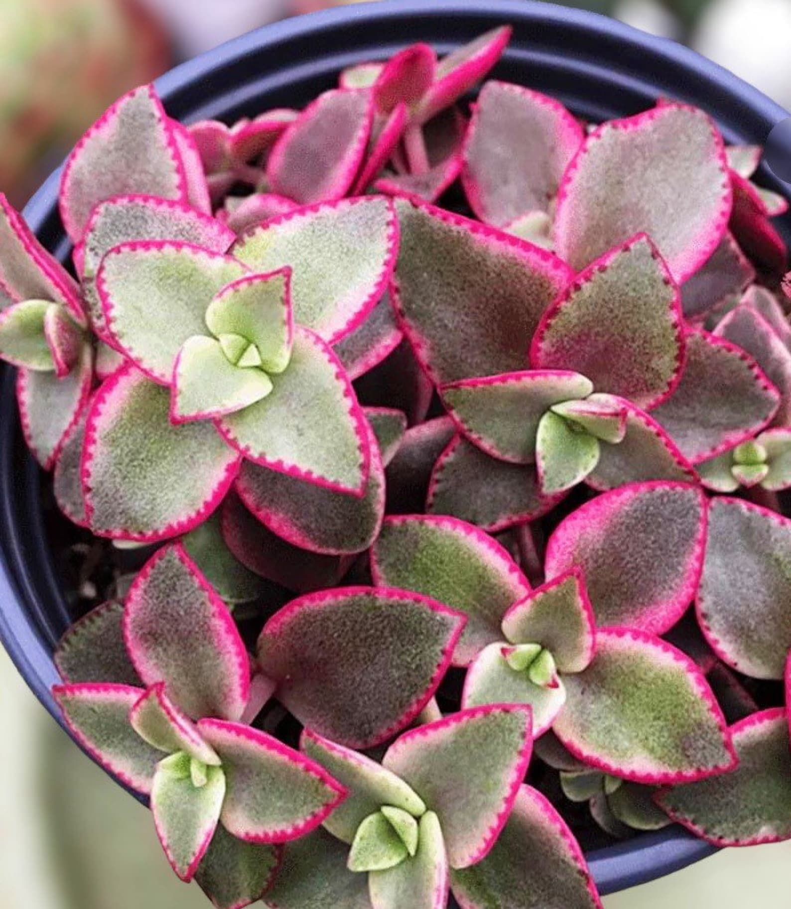 4 Crassula Pellucida Variegata/ Pink Calico Kitten - Etsy