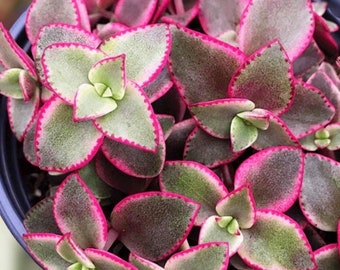 Crassula Pellucida Variegata / Pink Calico Kitten - Etsy