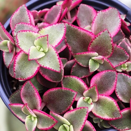 4 Crassula Pellucida Variegata/ Pink Calico Kitten - Etsy