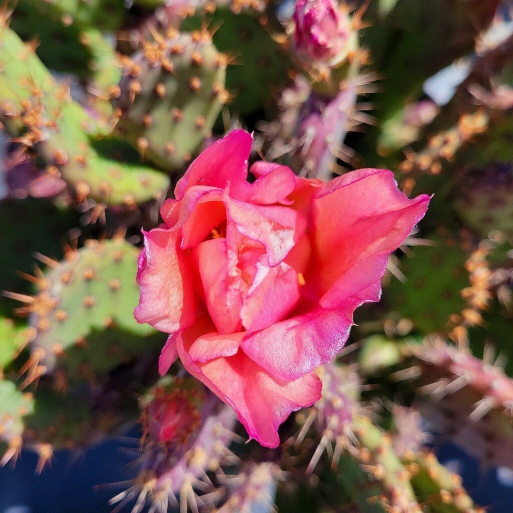 Santa Rita, Purple Prickly Pear Cactus, Rare Purple Dwarf, Opuntia ...