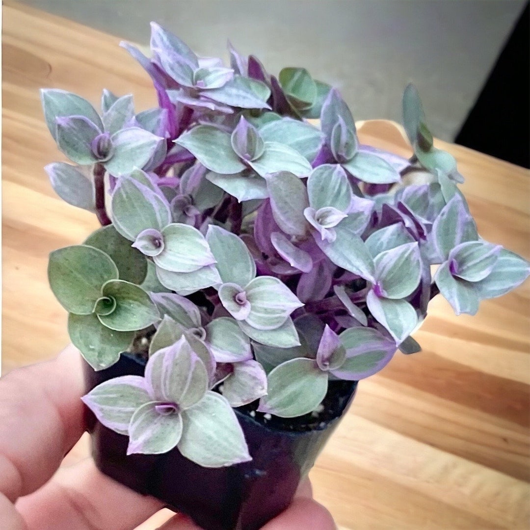 2" Succulent Plant Callisia Repens, Pink Lady Plant, Pink Panther ...