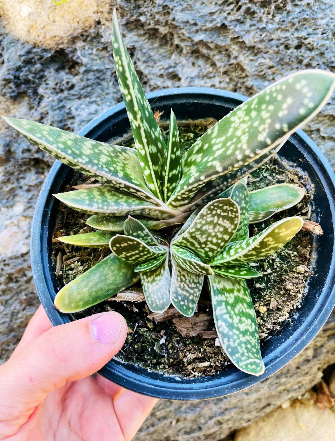 6" Gasteria Little Warty Succulent Plant With Offsets Shown in 6” Pot ...