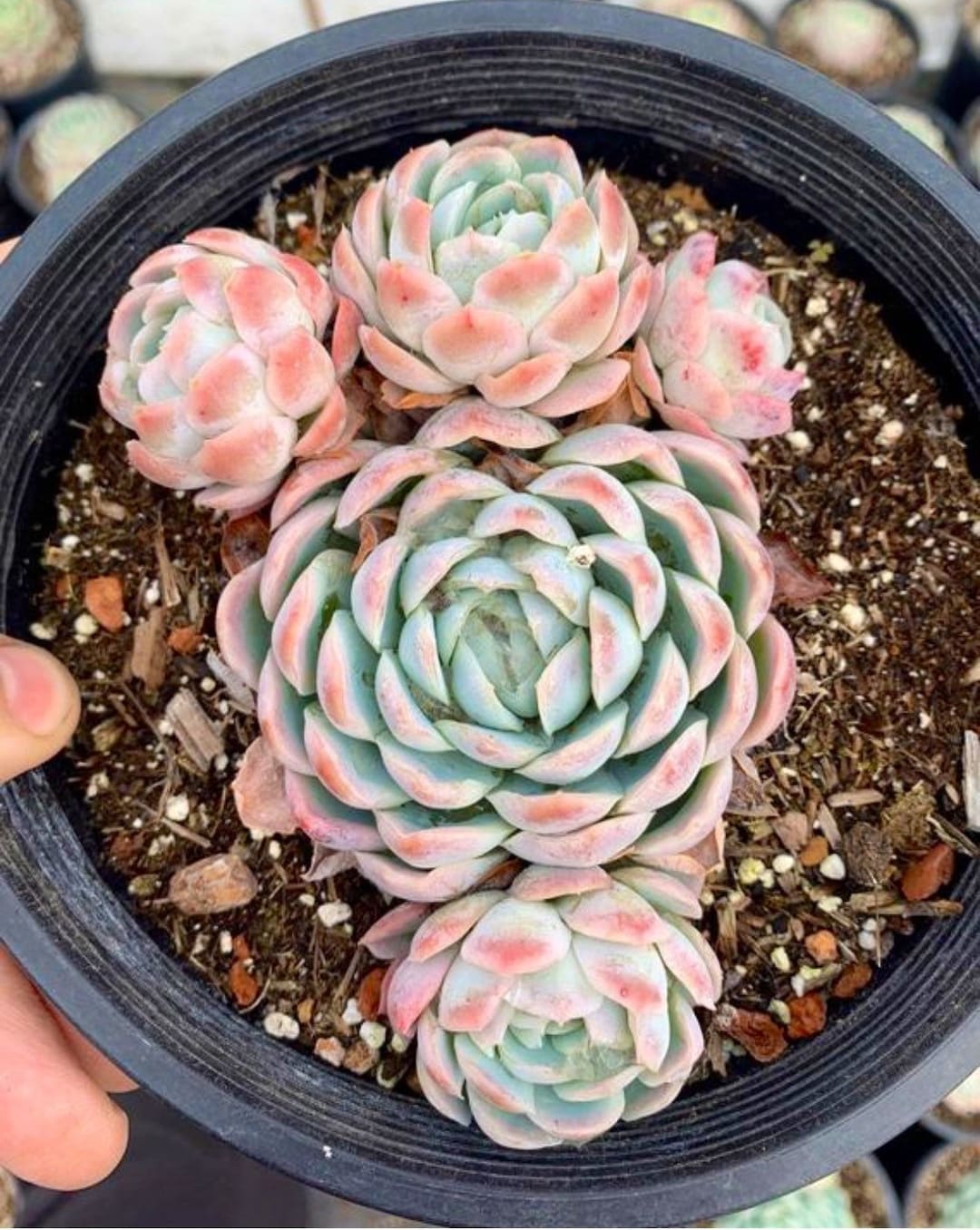 6” Echeveria Elegans/raspberry Ice Cluster Succulent Plant Gallon Pot ...
