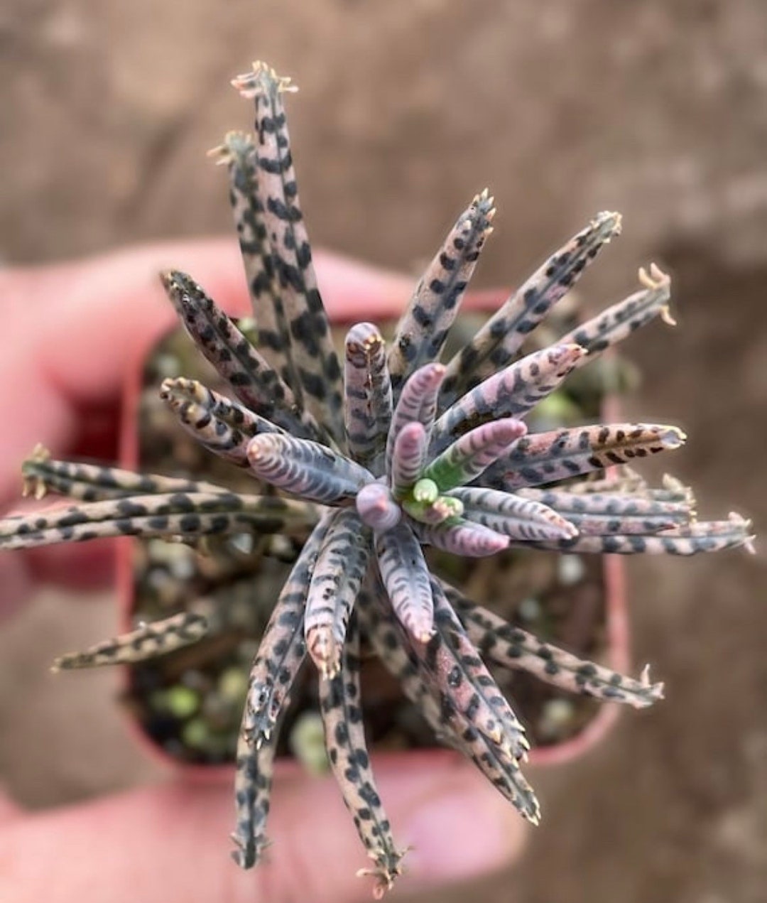 4” Alligator Mother Thousands Pregnant Kalanchoe Daigremontiana ...