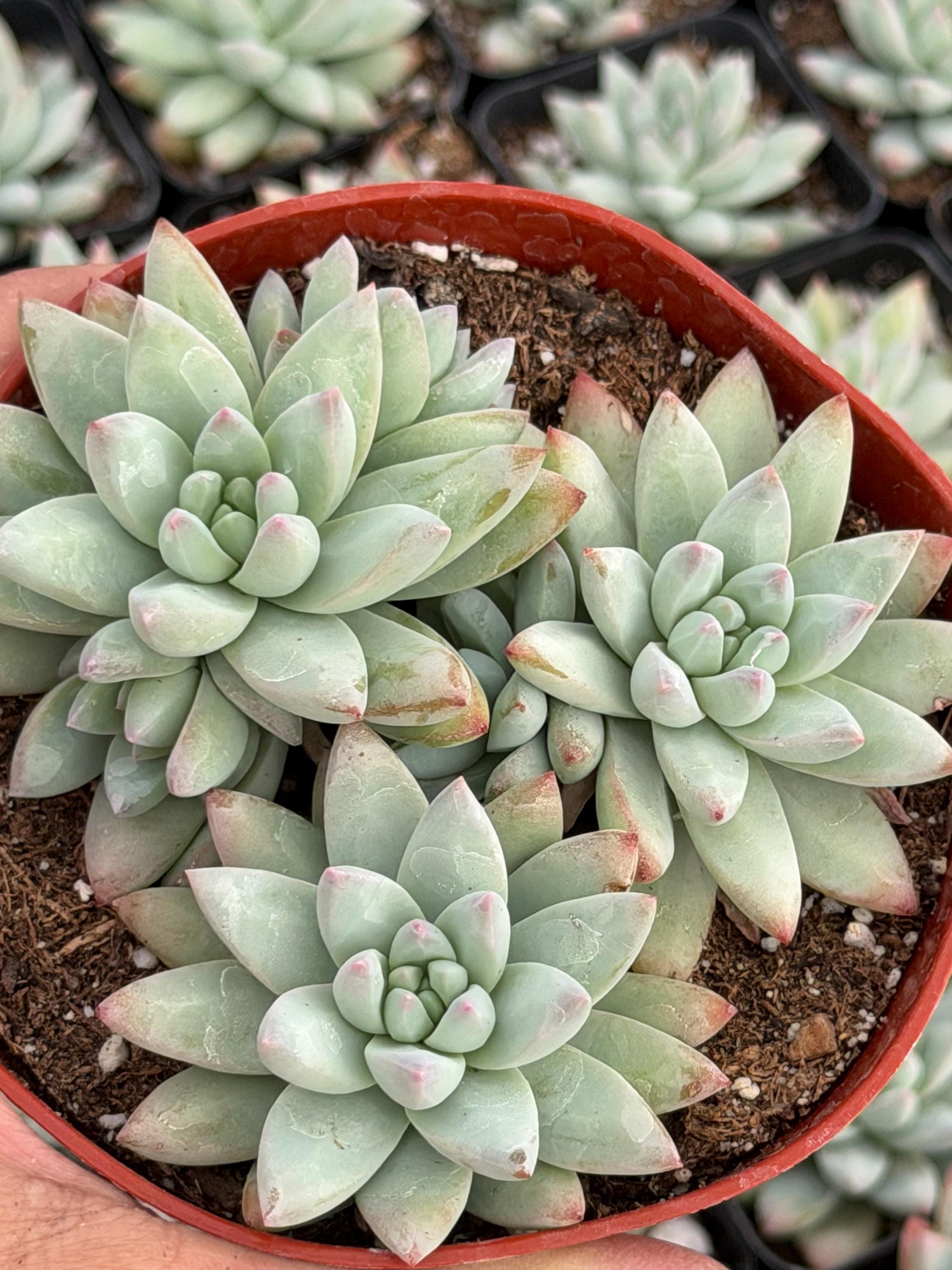 Sedeveria Blue Burrito Succulent Plant Live Rooted in 2”, 4