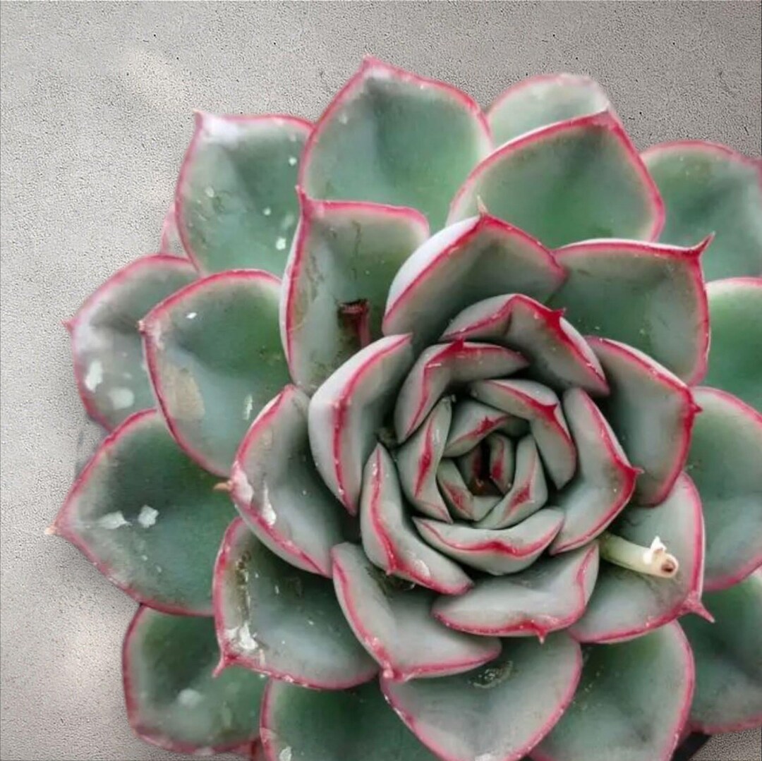 Echeveria Hercules Succulent Plant in 2" and 4" Pot - Etsy