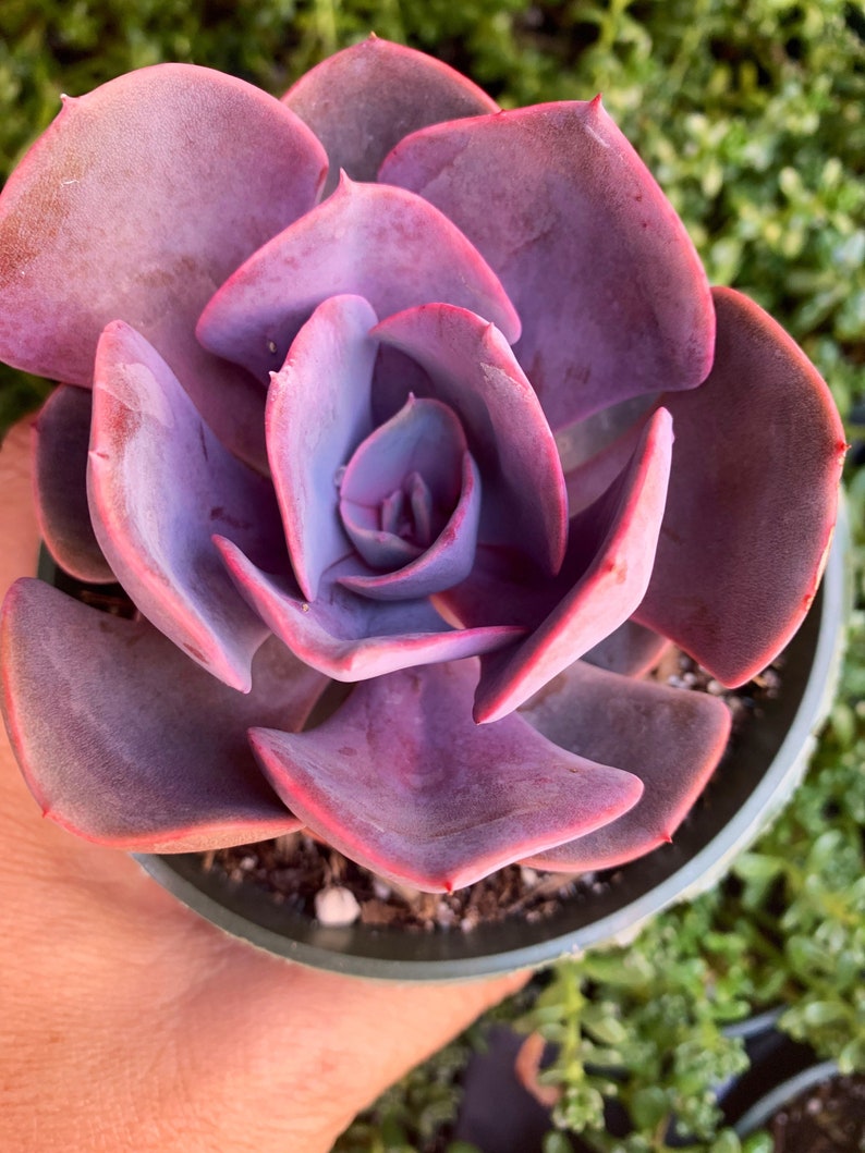 4 Echeveria Dusty Rose Succulent Plant 4 Pot | Etsy
