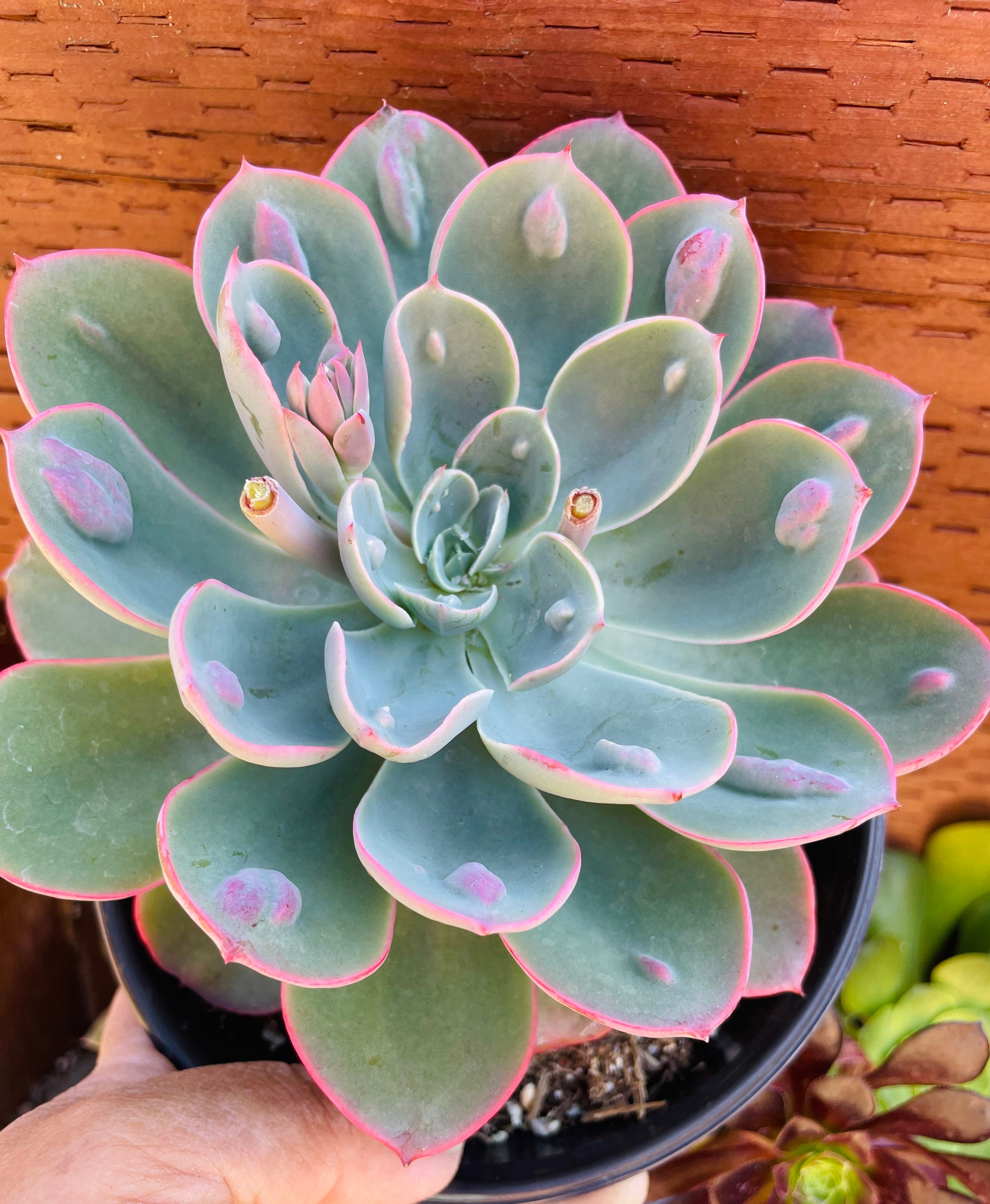 Plants Succulents Echeveria Raindrop succulent plants etna.com.pe