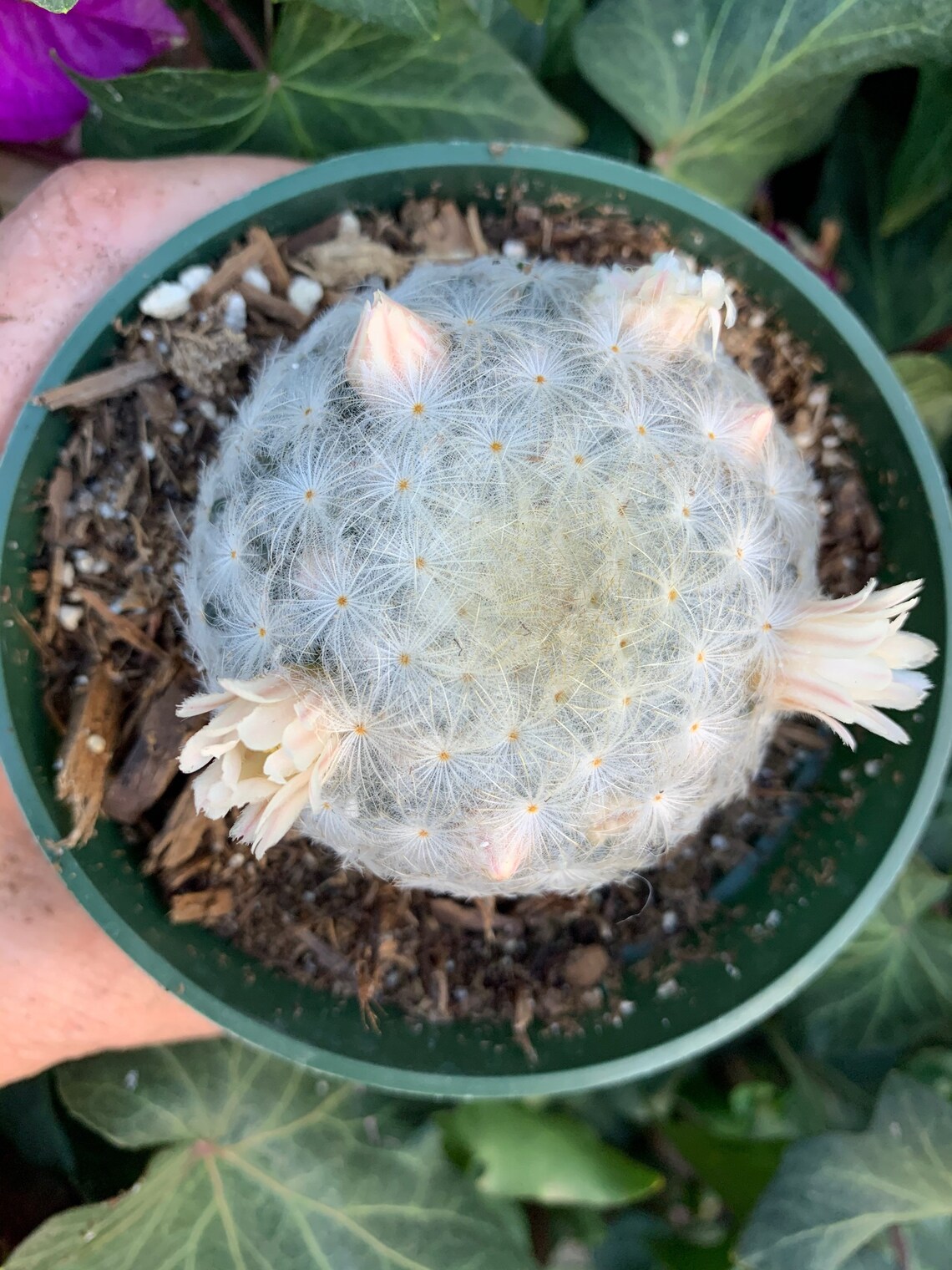 Mammillaria Plumosa ‘feather Cactus’ Shown in a 5” Pot, They Measure ...