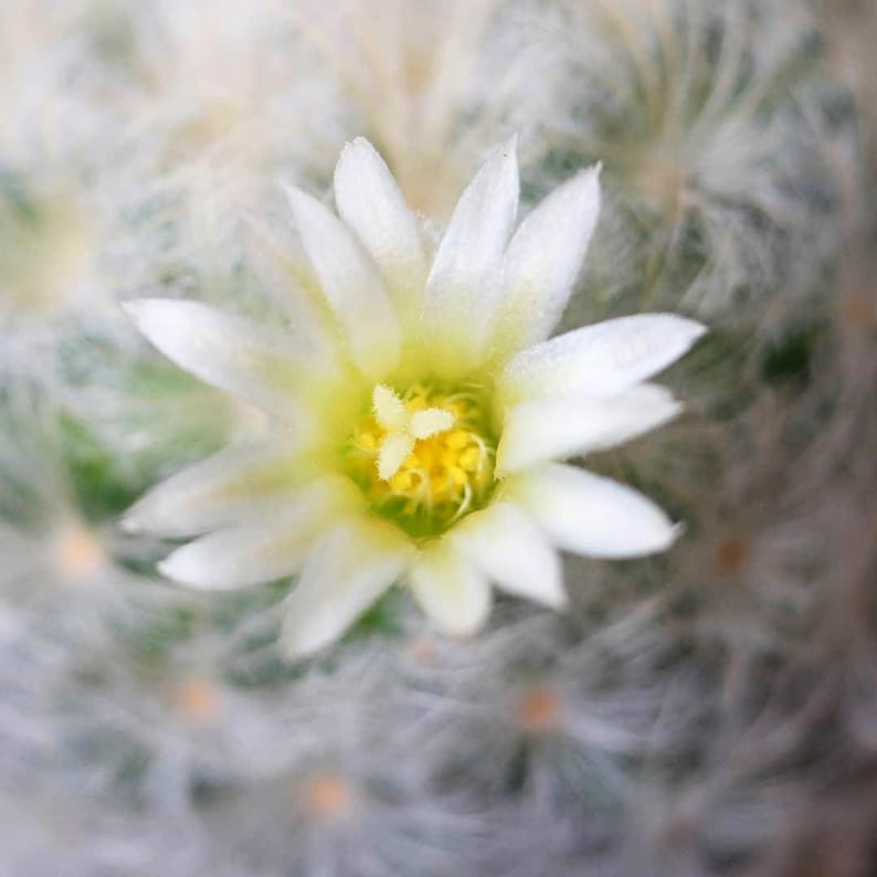 Mammillaria Plumosa ‘feather Cactus’ Shown in a 5” Pot, They Measure ...