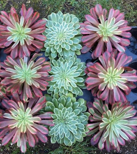 Aeonium emerald ice Outdoor Lighting Home & Living Outdoor & Gardening ...