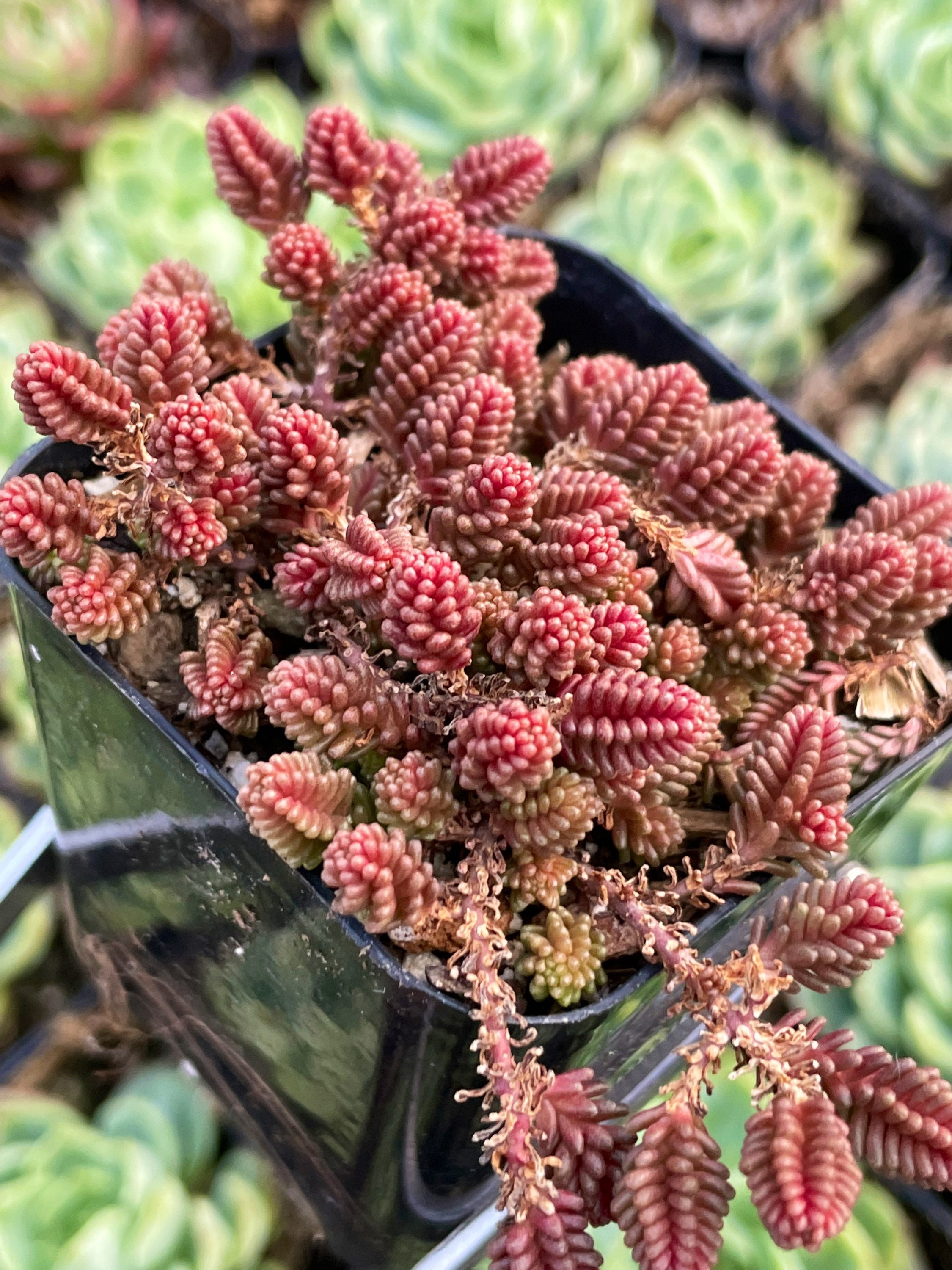 2 Cold Hardy / Sedum Album Red Ice Succulent Live Plant - Etsy