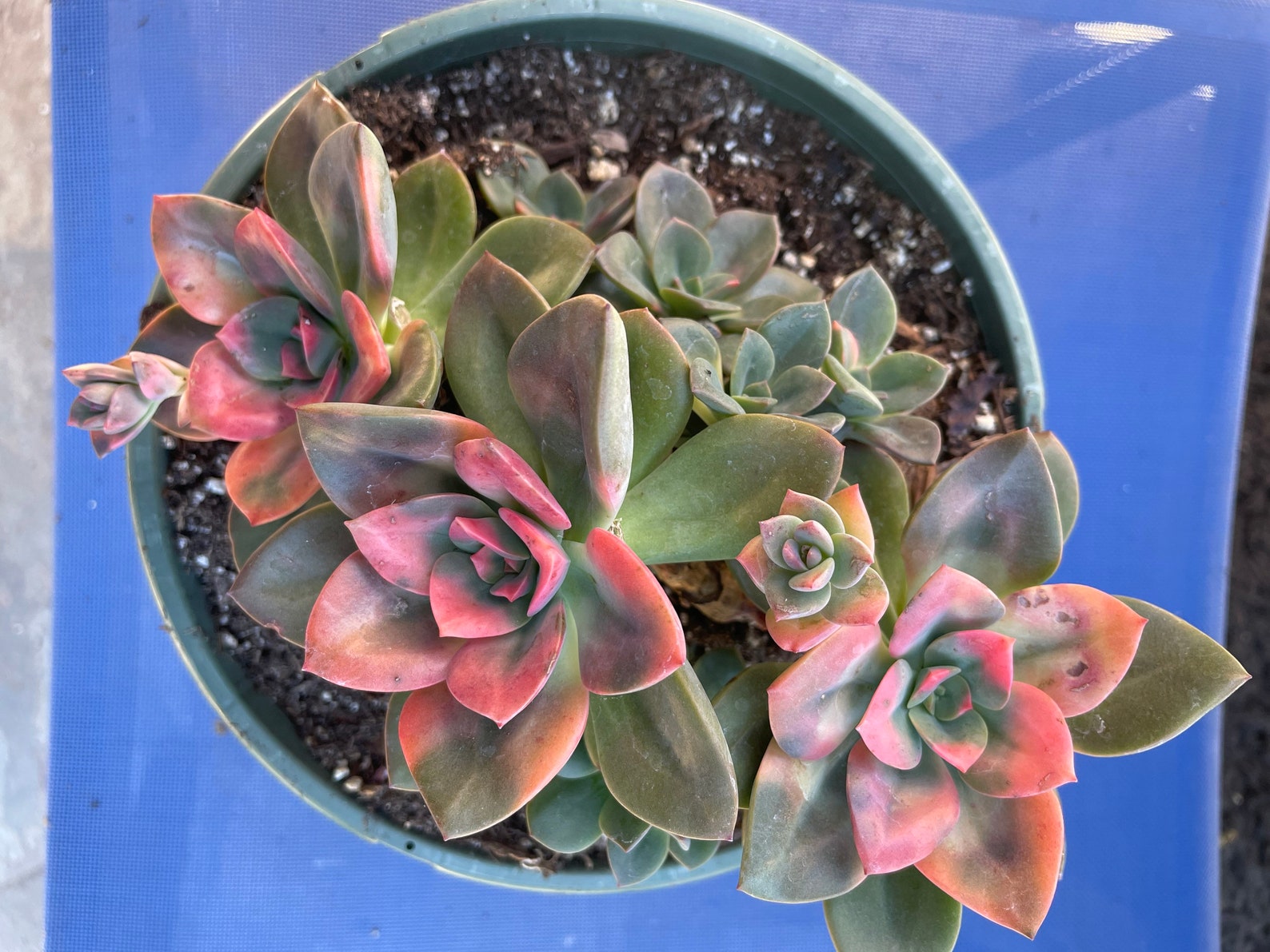 8 Echeveria Chroma Succulent Plant With Offsets - Etsy