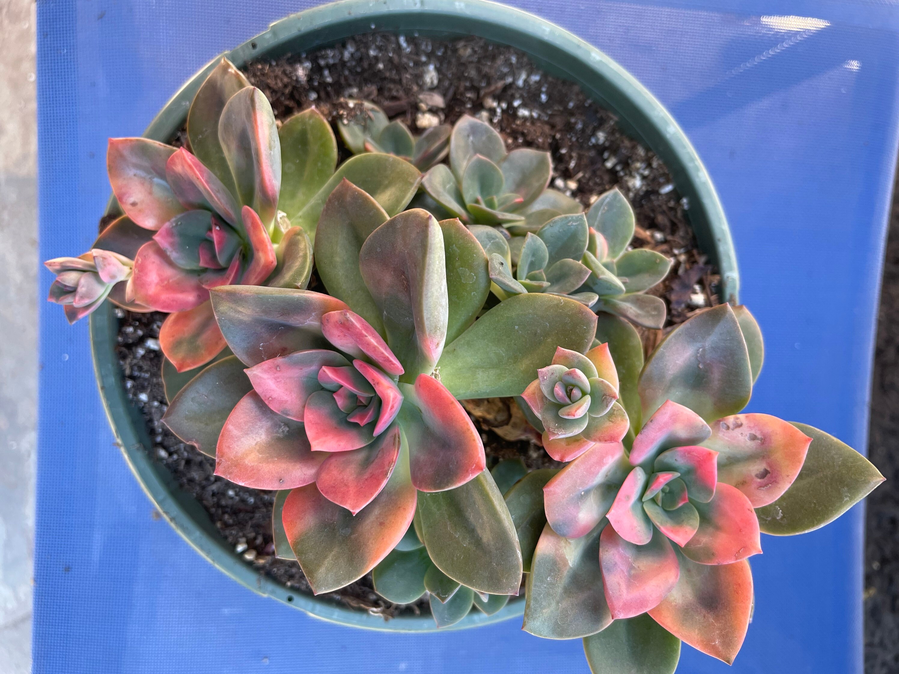 8 Echeveria Chroma Succulent Plant With Offsets - Etsy