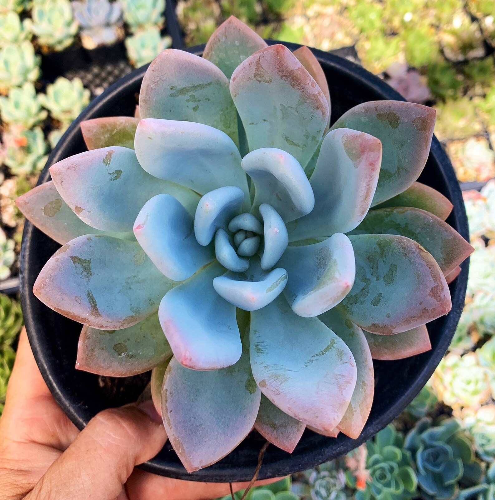 Graptoveria Opalina Succulent Plant 6 Pot - Etsy