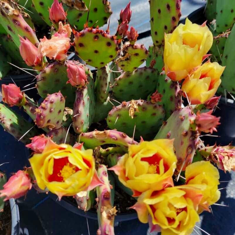 Santa Rita, Purple Prickly Pear Cactus, Rare Purple Dwarf, Opuntia ...