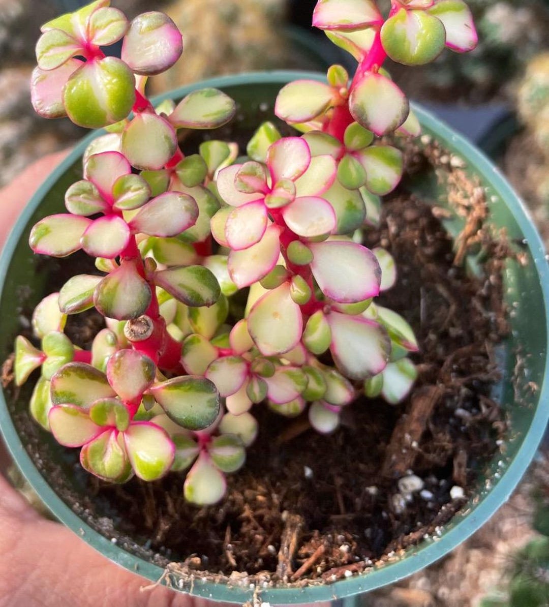Rare Variegated Pink Elephant Bush, Portulacaria Afra Variegata Live ...