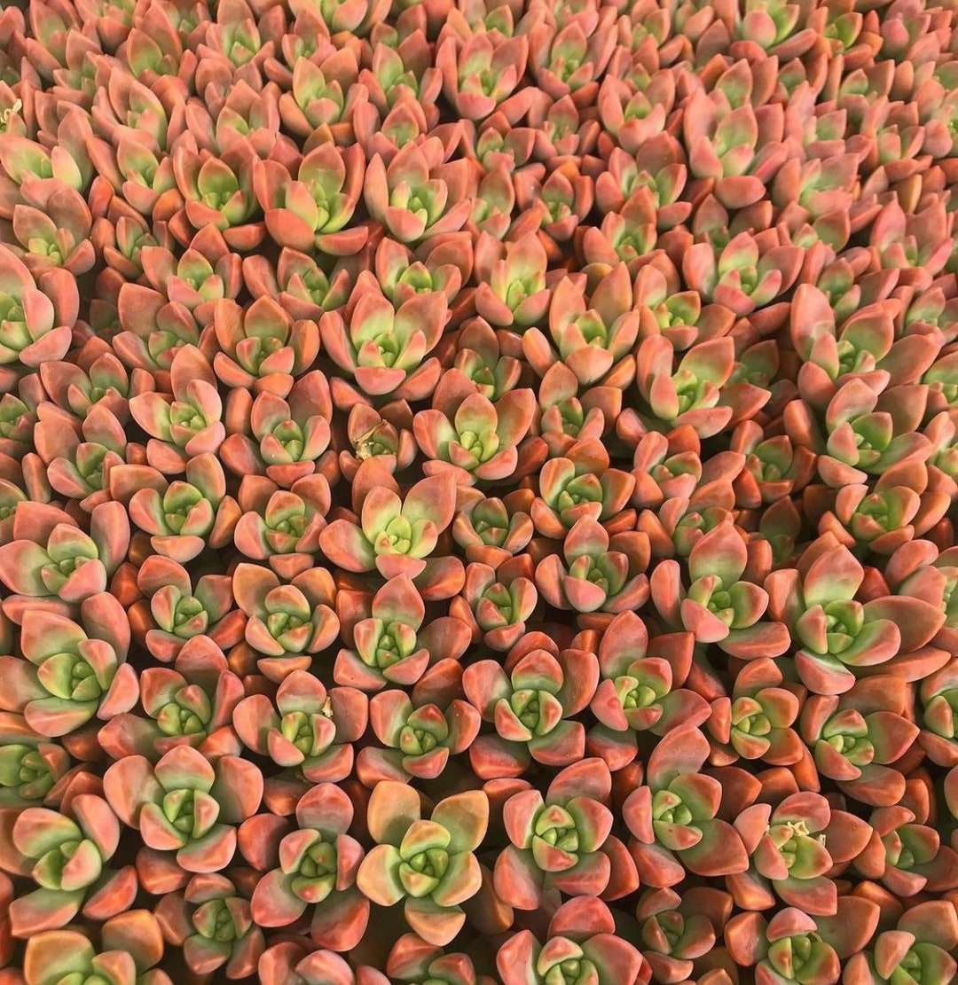 2 California Sunset Succulent Plant 2 Pot - Etsy