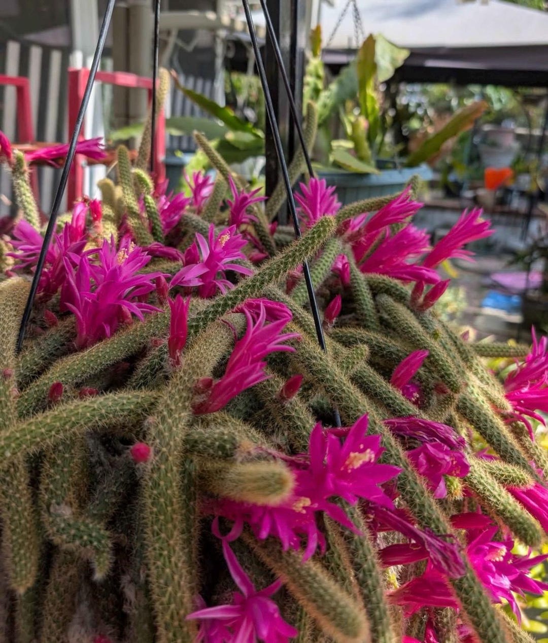 Rat Tail Cactus Plant: Aporocactus Flagelliformis Rooted Live Succulent ...