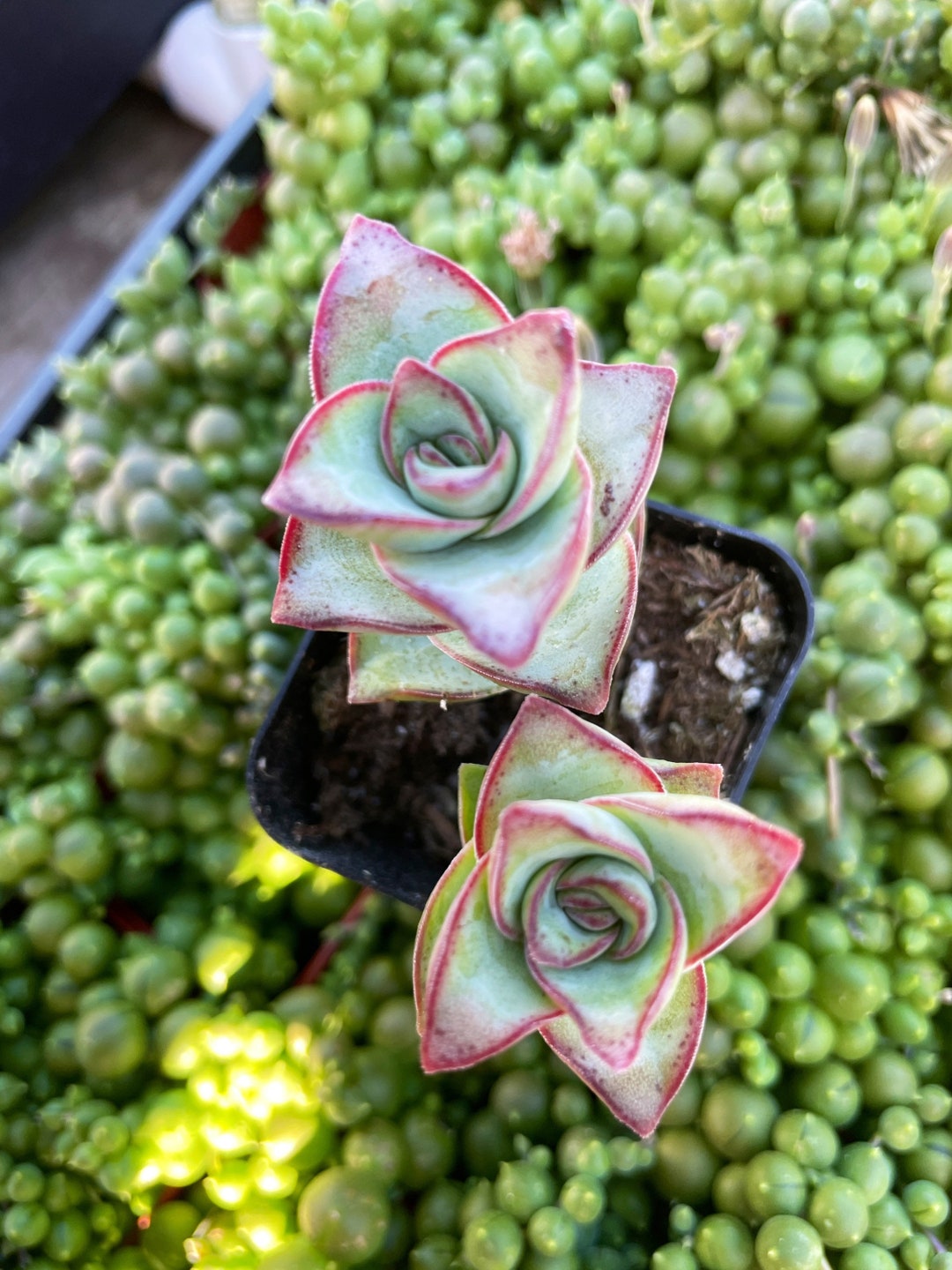 2” String of Buttons Succulent Plant 2” Pot - Etsy