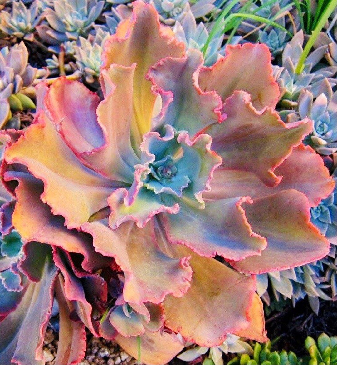 Echeveria Coral Glow, Echeveria Pink Coral Reef Succulent, Red Ruffles ...