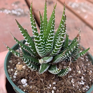 Zebra Cactus (haworthia Zebrina) Low Light Indoor / Outdoor Rooted Live ...