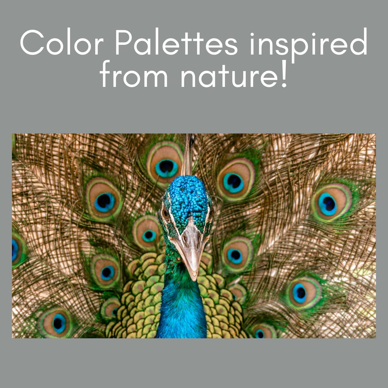 Nature's Rainbow: 50 Inspirational Color Swatches, Nature Color Palette ...