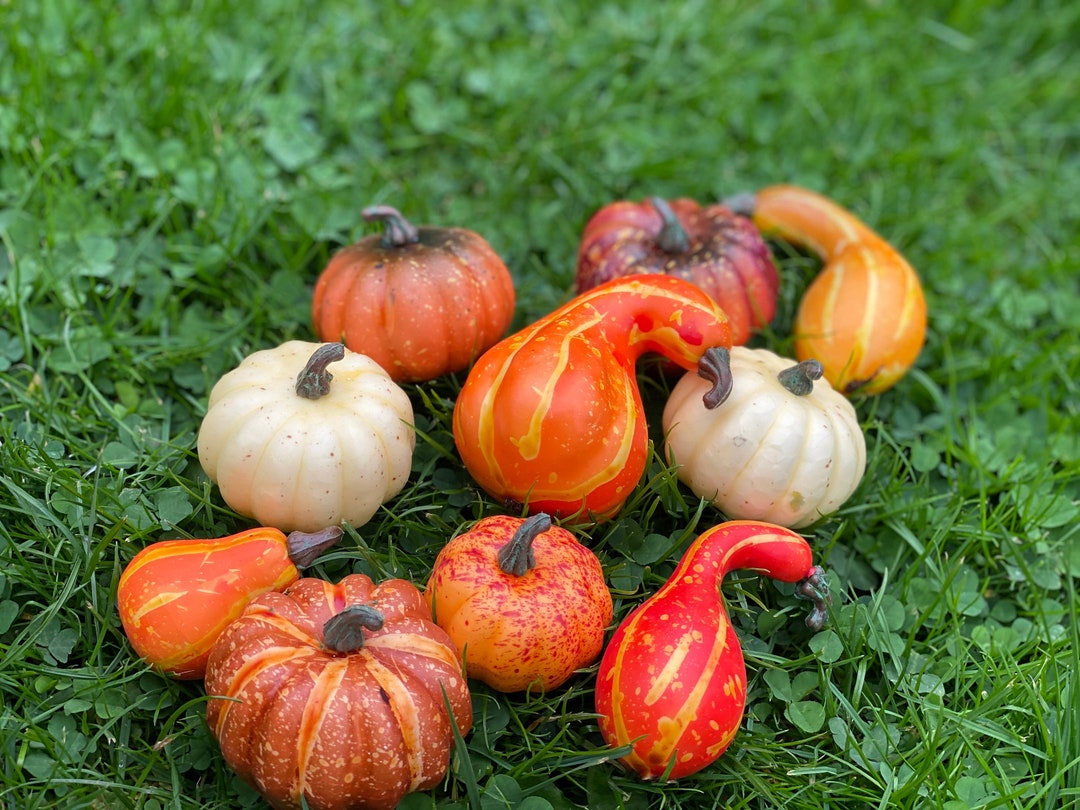 Bag of 10 X Mini Pumpkins 4-6cm Assorted - Etsy