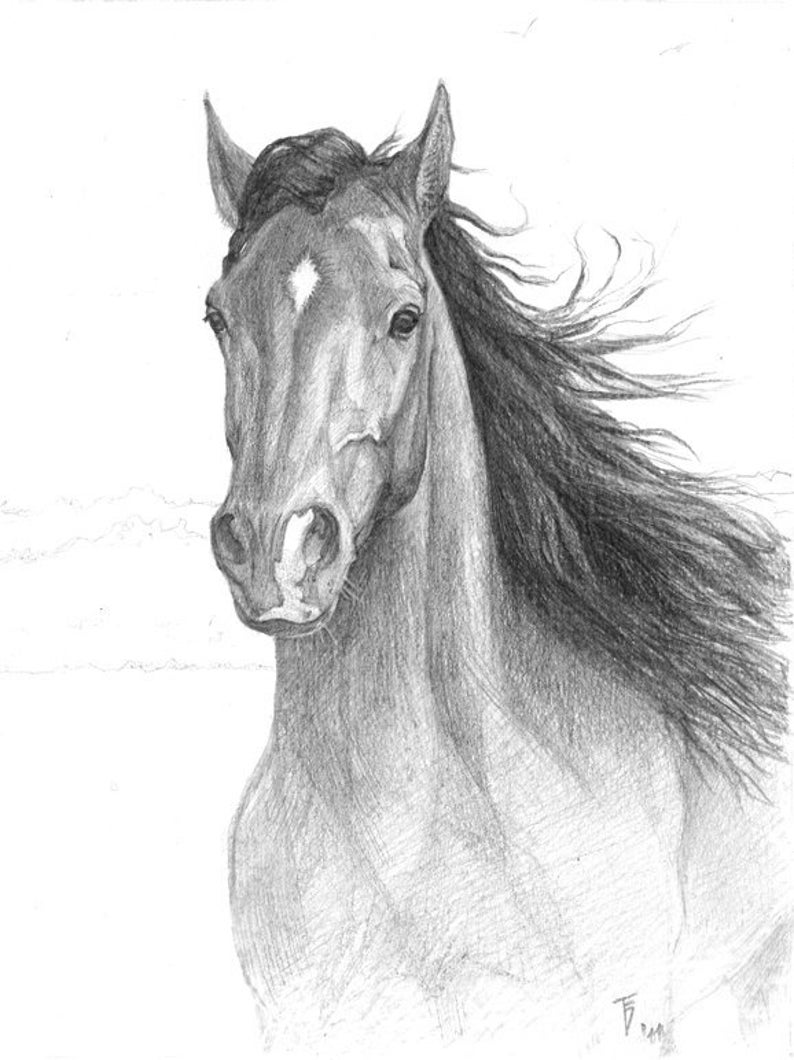 Andaluso cavallo testa matita disegno spagnolo matita disegno | Etsy