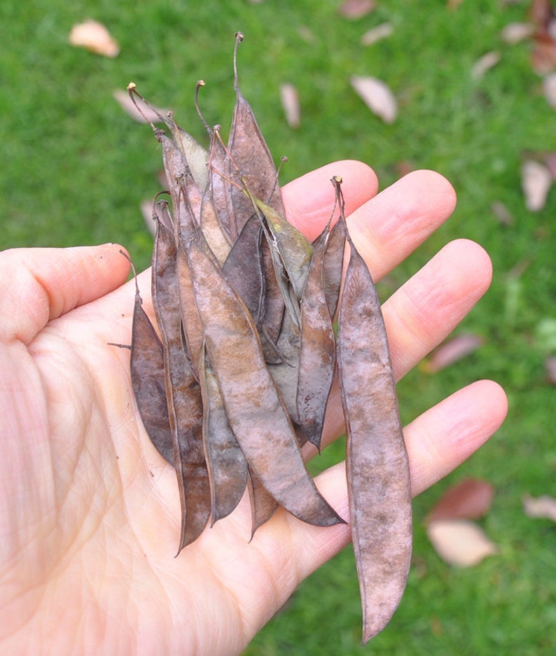 Eastern Redbud Tree Seed Pods