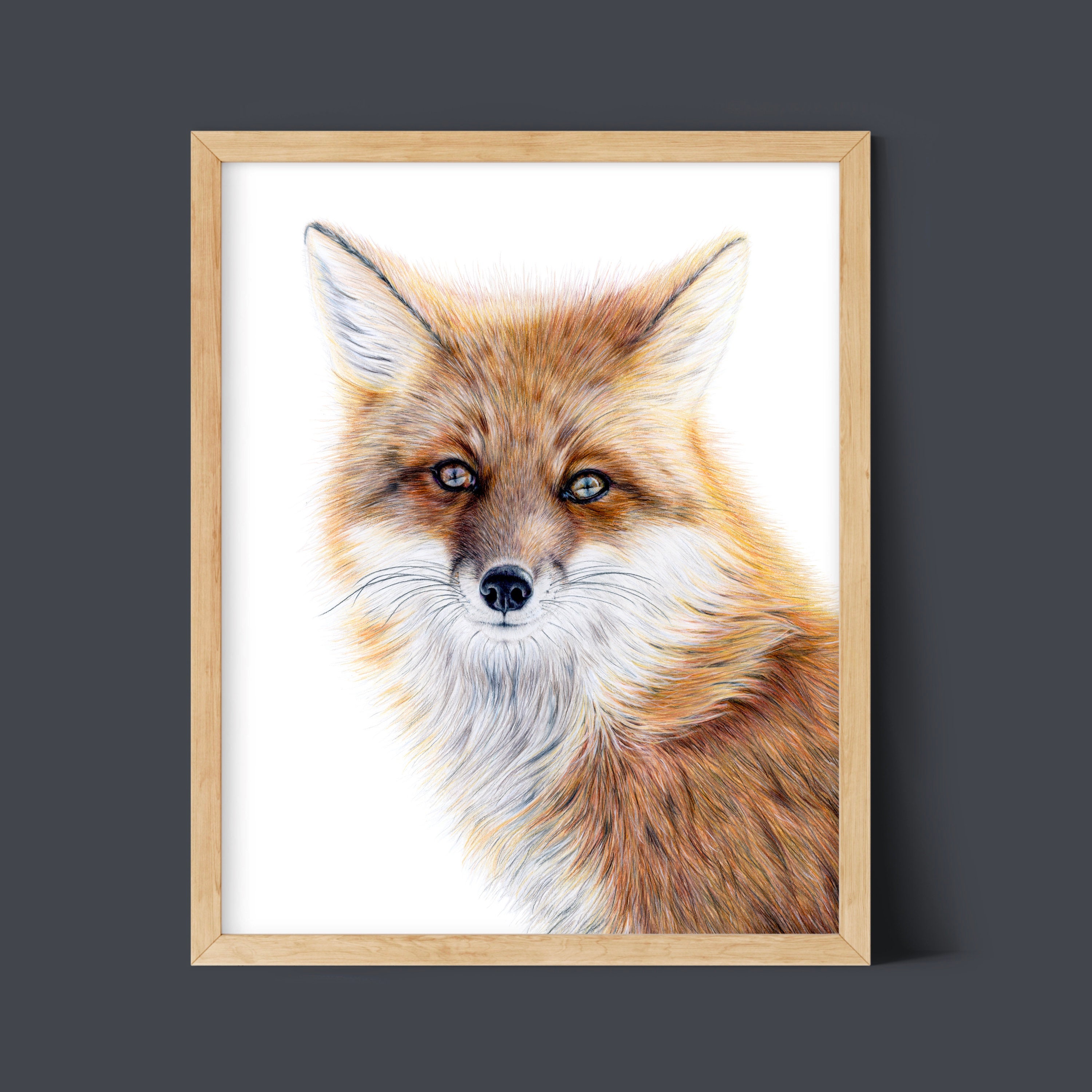Red Fox Pencil Drawings