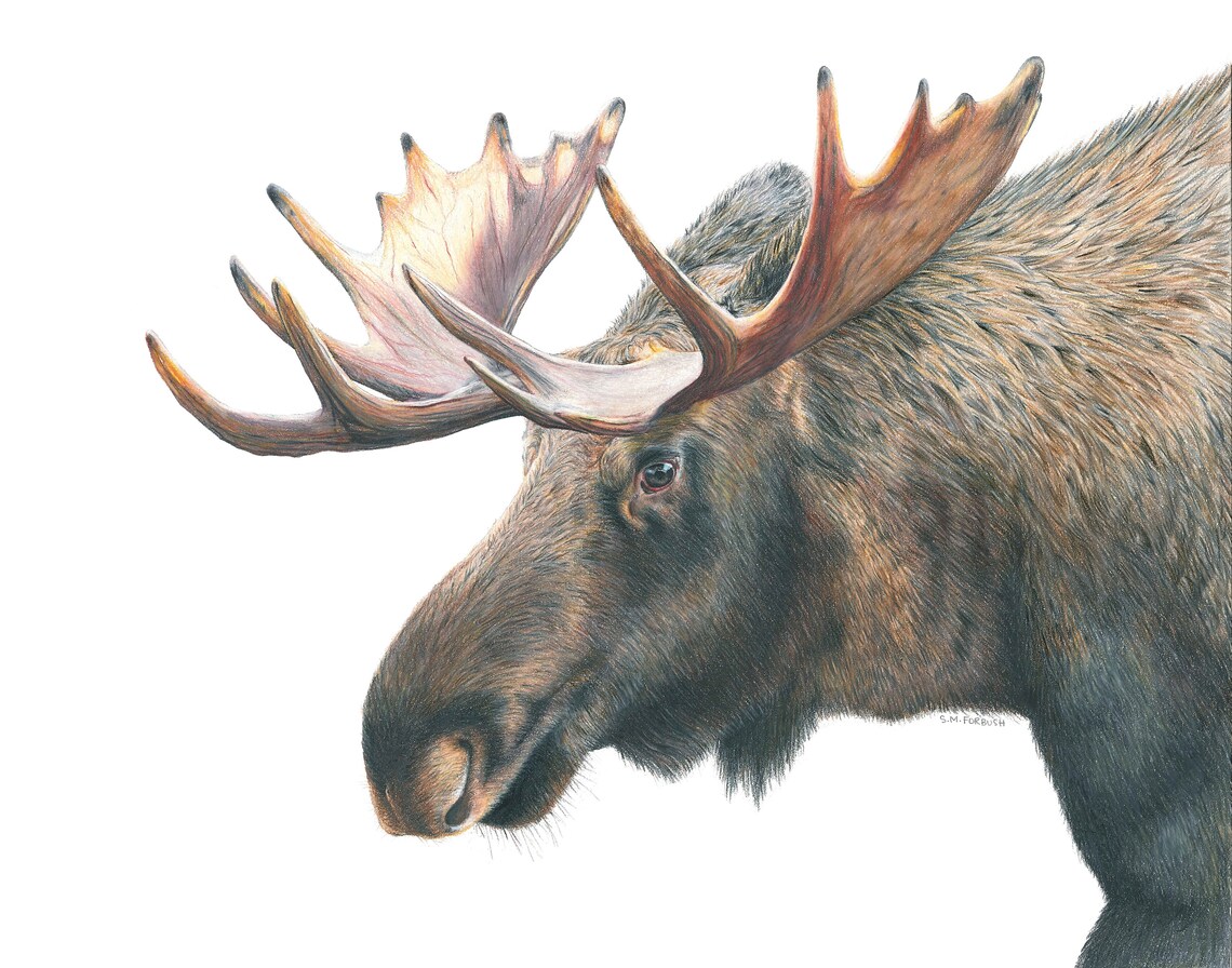 Colored Pencil Moose Drawing Print - Etsy
