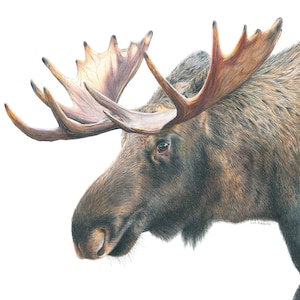 Colored Pencil Moose Drawing Print - Etsy