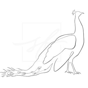 Minimalist Peacock One Line Drawing - Etsy