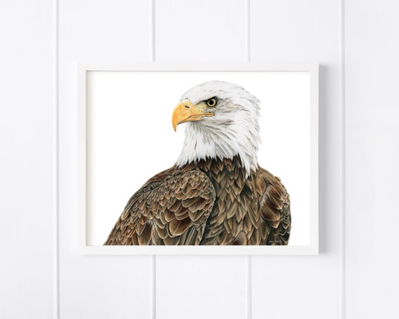 Bald Eagle Colored Pencil Drawing Print - Etsy