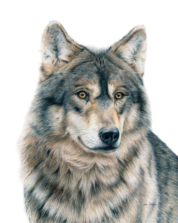 Wolf Colored Pencil Drawing Vertical Print - Etsy