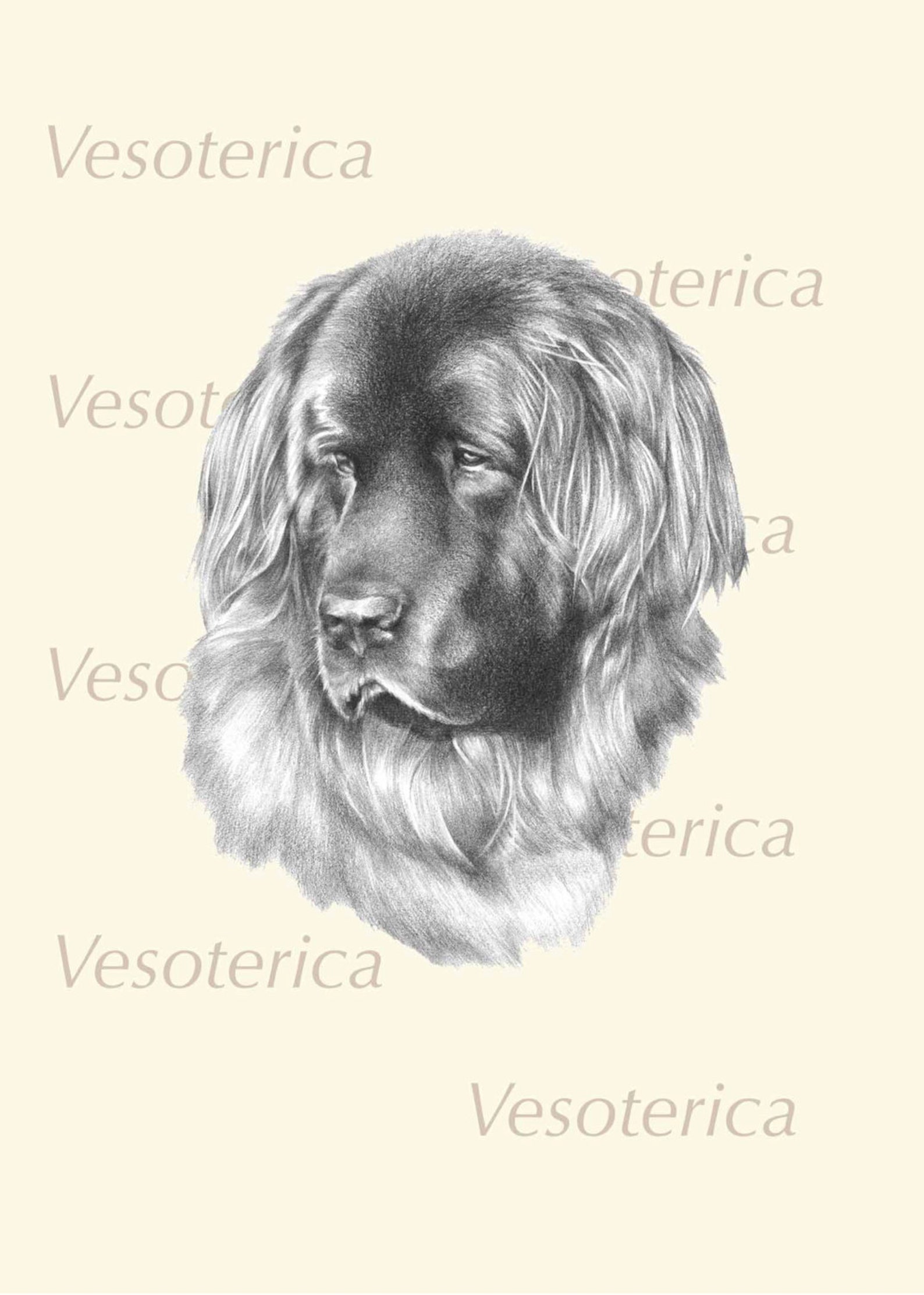 Printable Newfoundland Dog Digital Image Pet Animal Download - Etsy