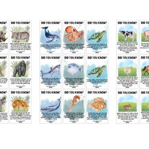 Animal Facts School Lunchbox Cards - Etsy